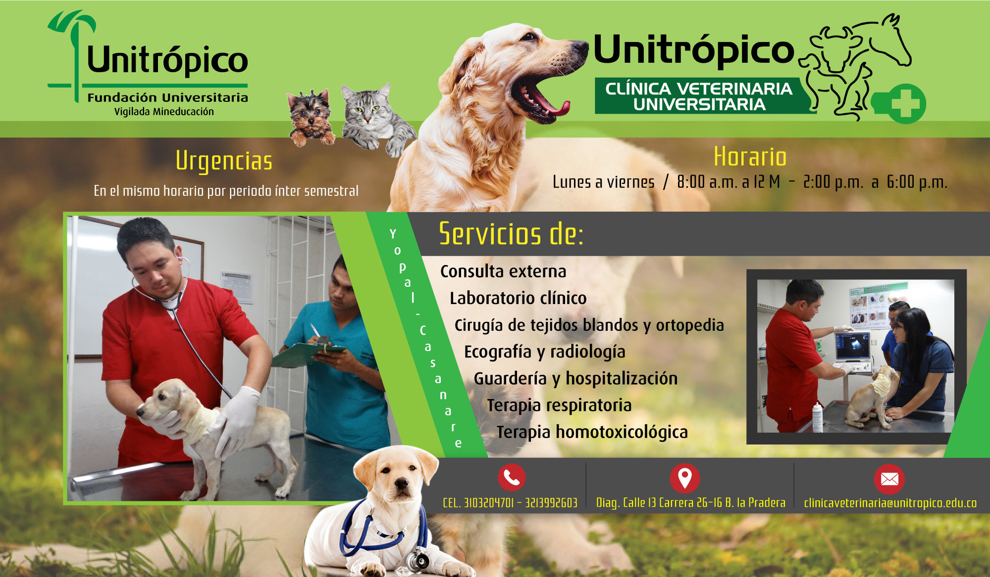 Servicios De Una Veterinaria Veterinaria Online
